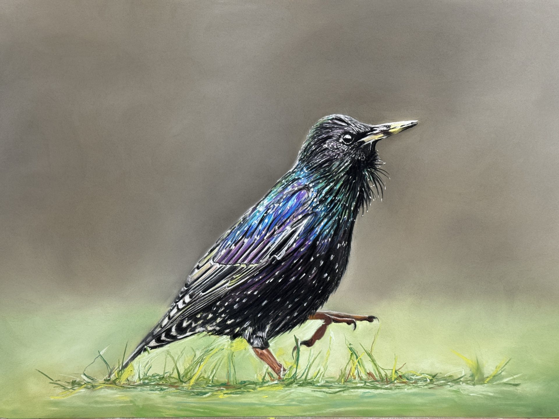 Starling (SOLD) – Helen Clarke